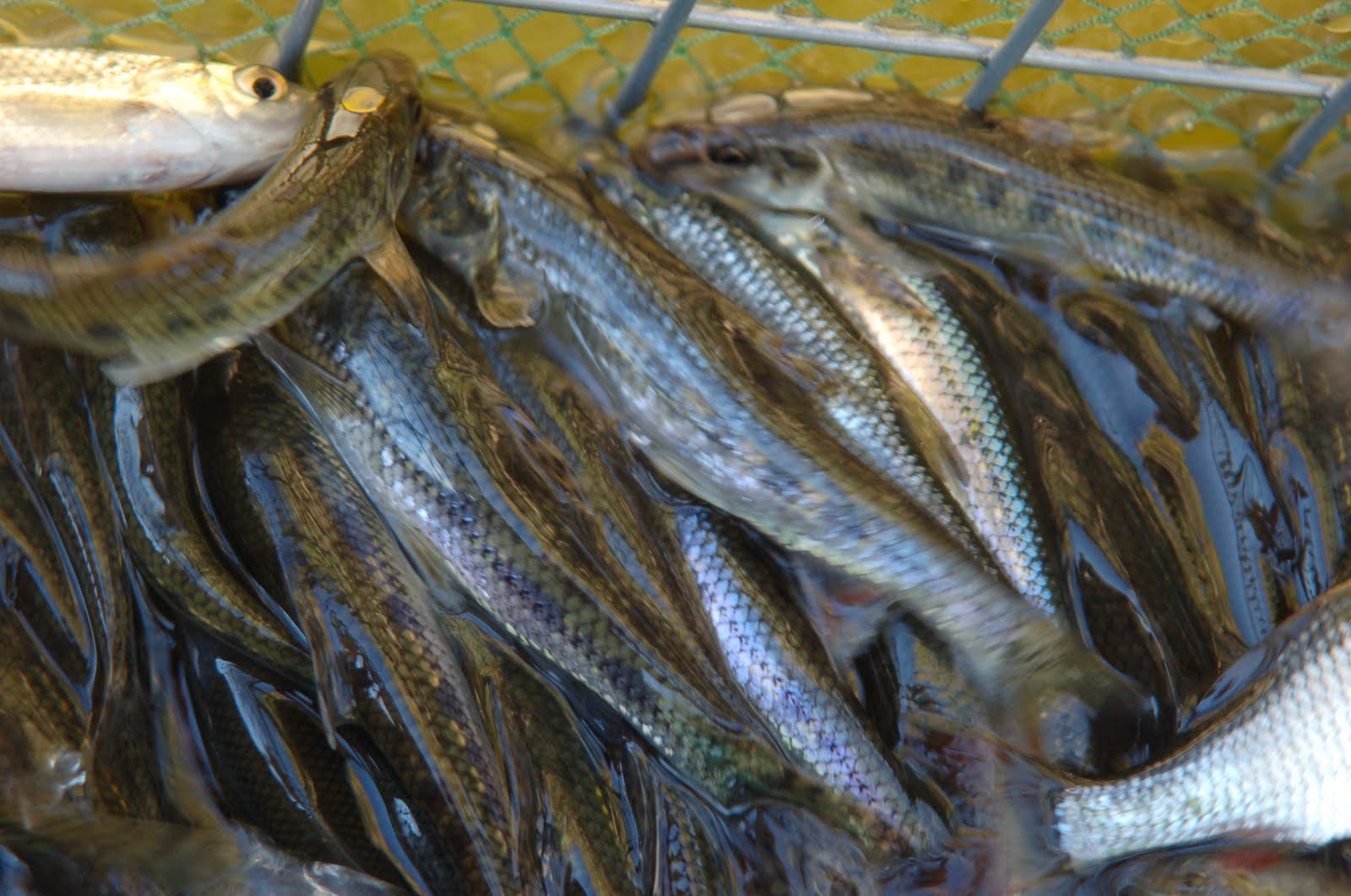 Roiron-Marc: Le goujon, un appât aux qualités remarquables