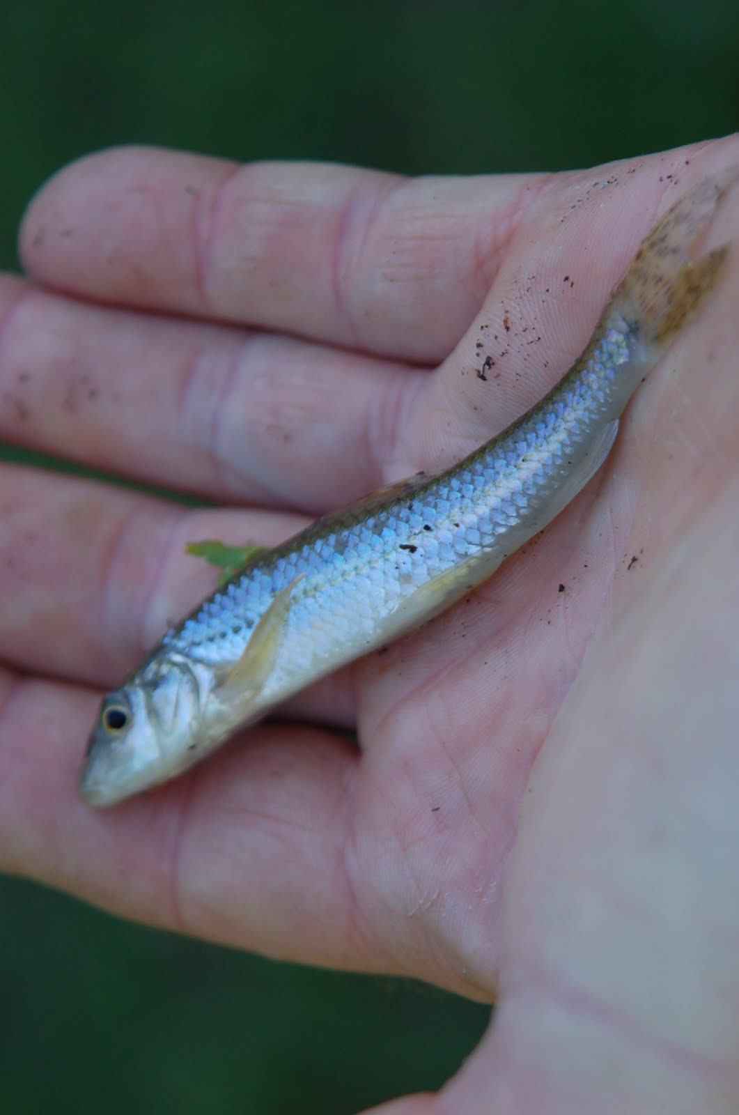 Roiron-Marc: Le goujon, un appât aux qualités remarquables