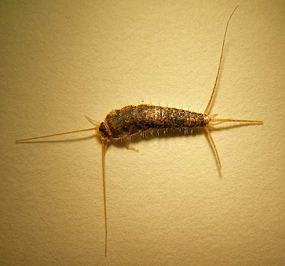 Beyond the Human Eye: Some like it hot: the Firebrat Thermobia domestica