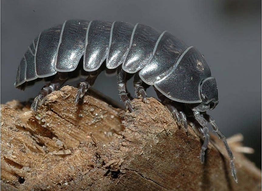 CABINET OF CURIOSITIES: Pillbug