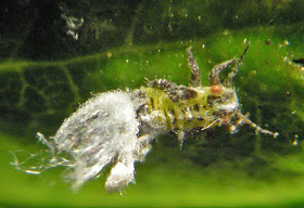 Animated Cotton Wool