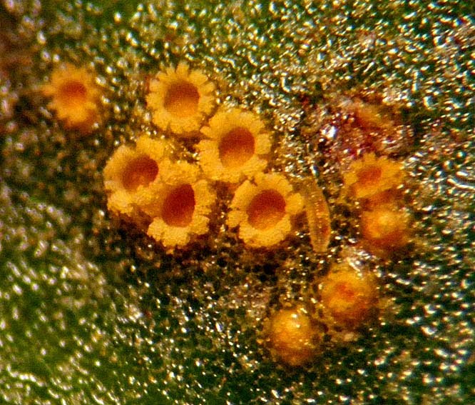 Beyond the Human Eye: Well-Travelled Fungus