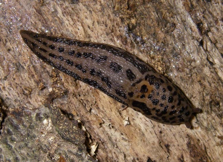 CABINET OF CURIOSITIES: Is the Only Good Slug a Dead Slug?