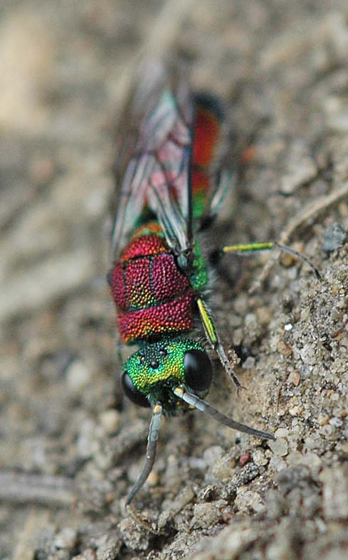 CABINET OF CURIOSITIES: Ruby-tail wasp