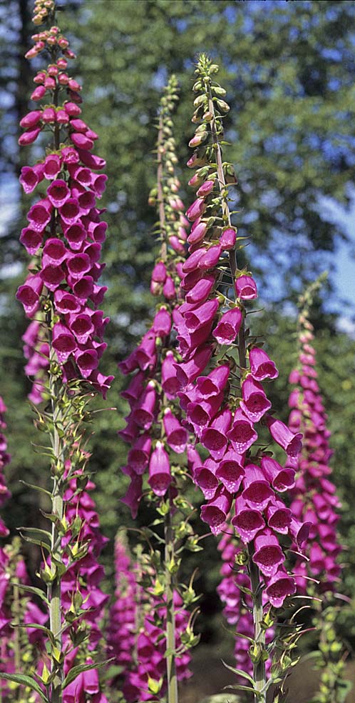 A Digital Botanic Garden: Digitalis purpurea Foxglove
