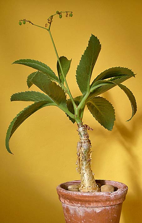 A Digital Botanic Garden: Cyphostemma juttae, Vitaceae