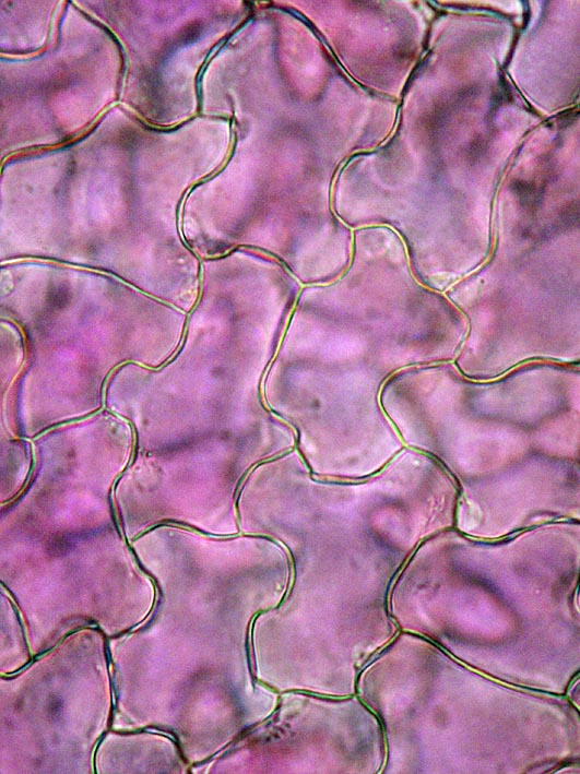 Beyond the Human Eye: The Colour Purple