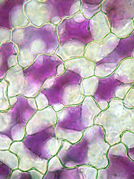 Beyond the Human Eye: December 2010