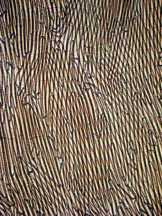 Beyond the Human Eye: Nature's Stained Glass Windows