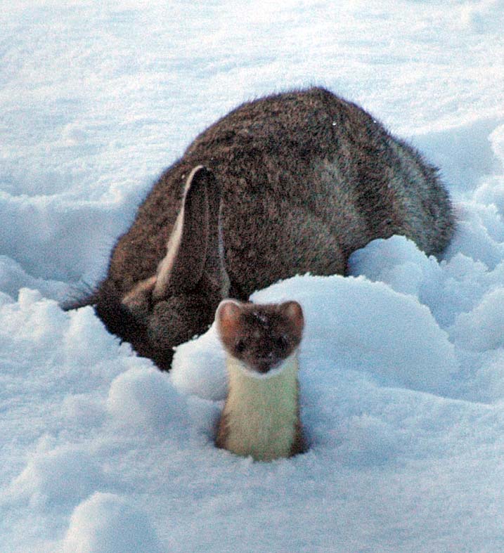 CABINET OF CURIOSITIES: A Stoat's Christmas Dinner
