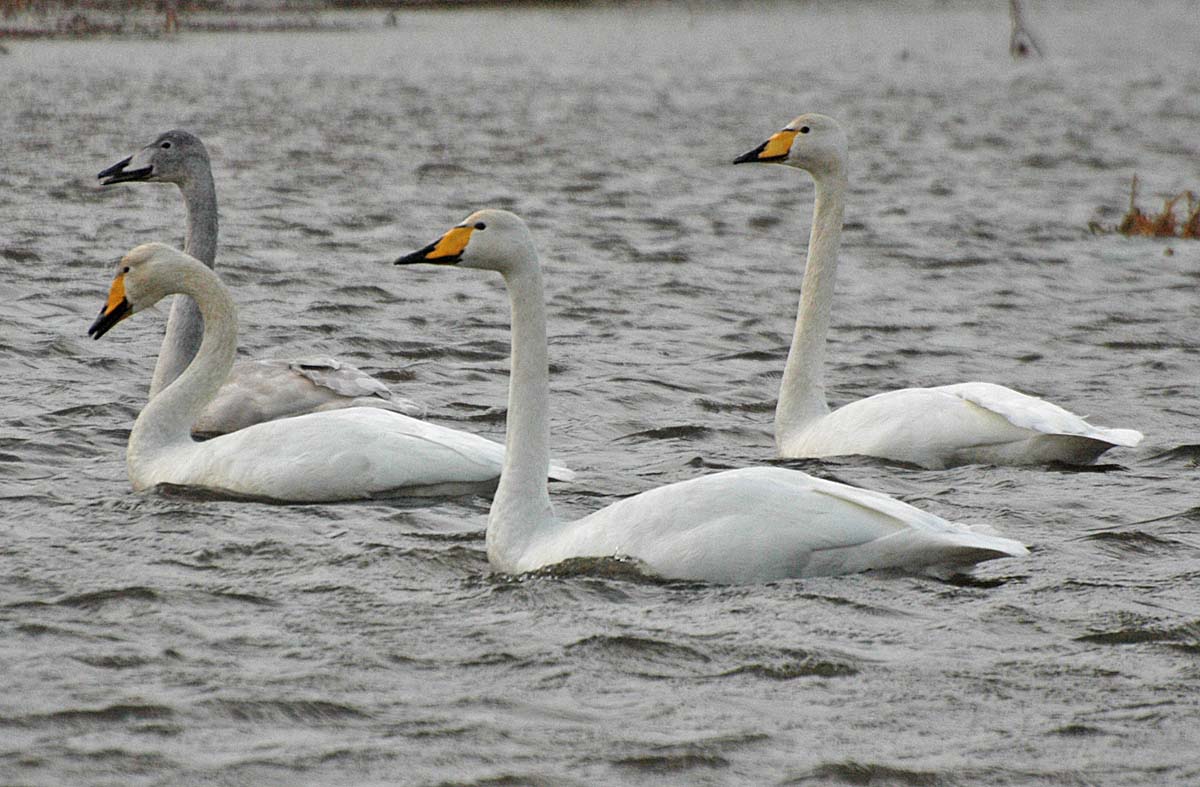 CABINET OF CURIOSITIES: Whoopers