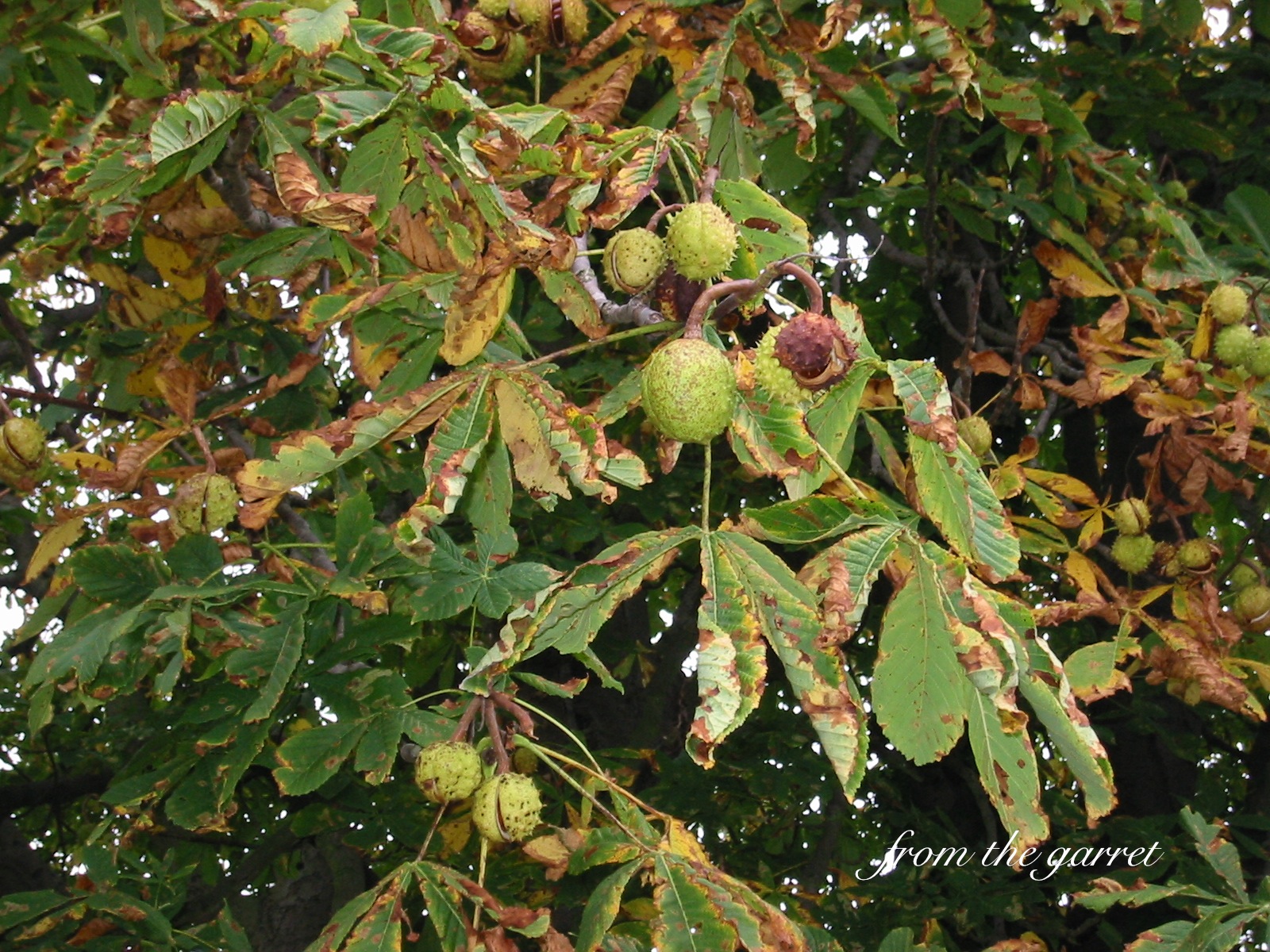 from the garret: Conkers