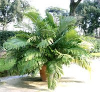 Dwarf Sugar Palm Tree