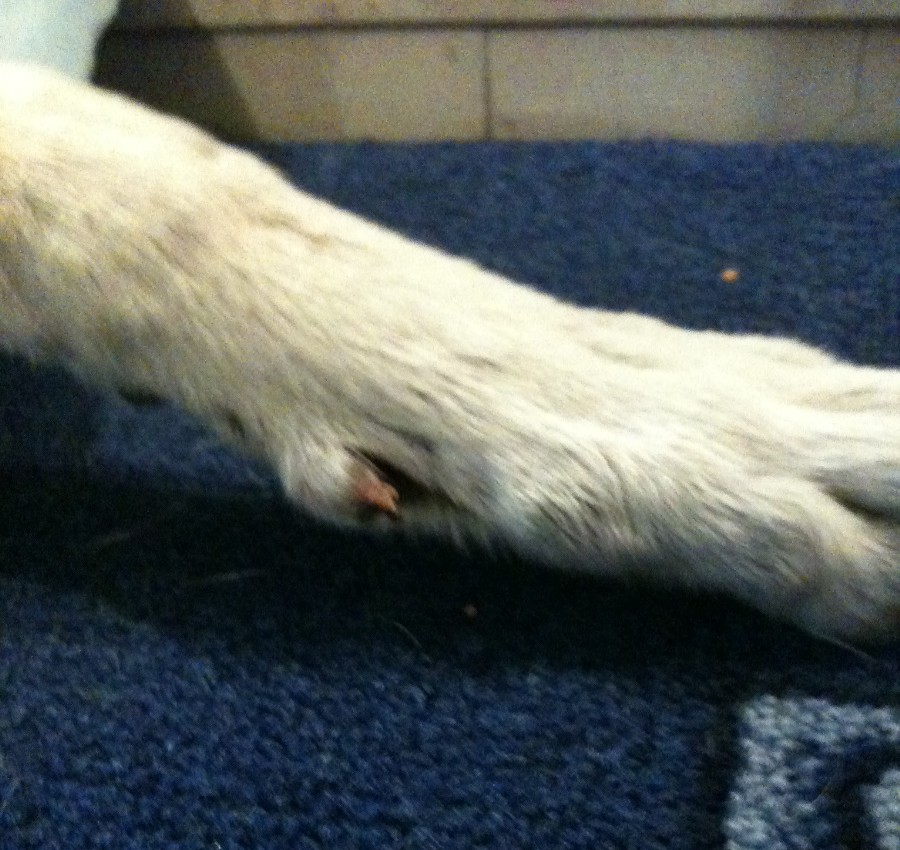 Winnie's Dog Blog: September 2010