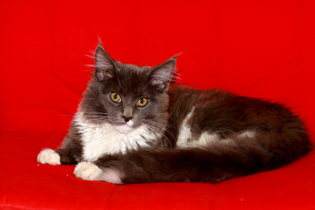 Le plus beau des Maine Coon: décembre 2010