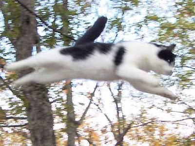 cats facts: Flying