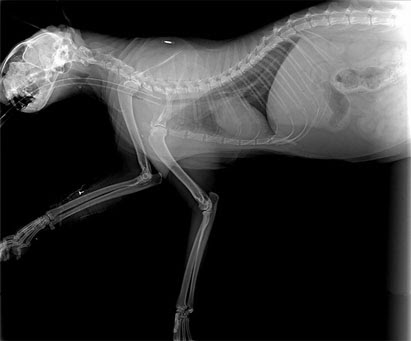 cats facts: Cats Xray Pictures