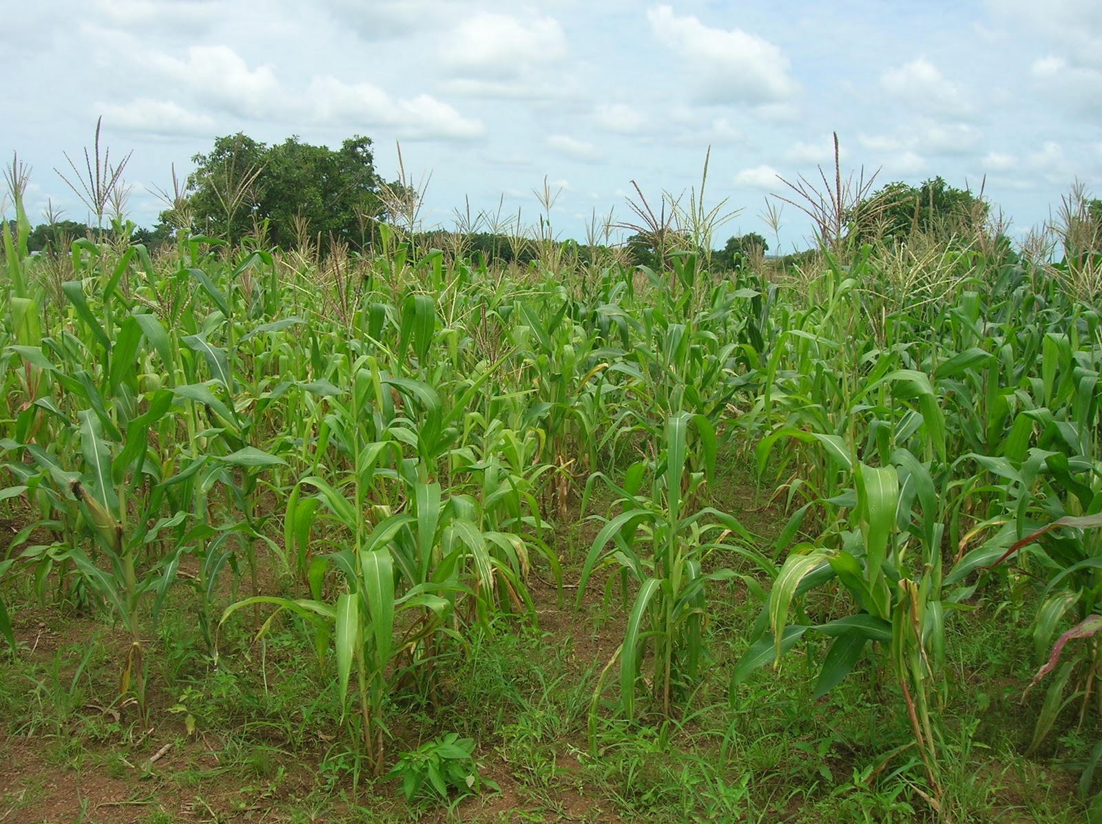 Mark in Ghana: Field Trips