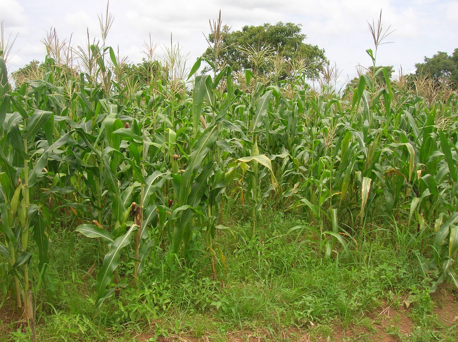 Mark in Ghana: Field Trips