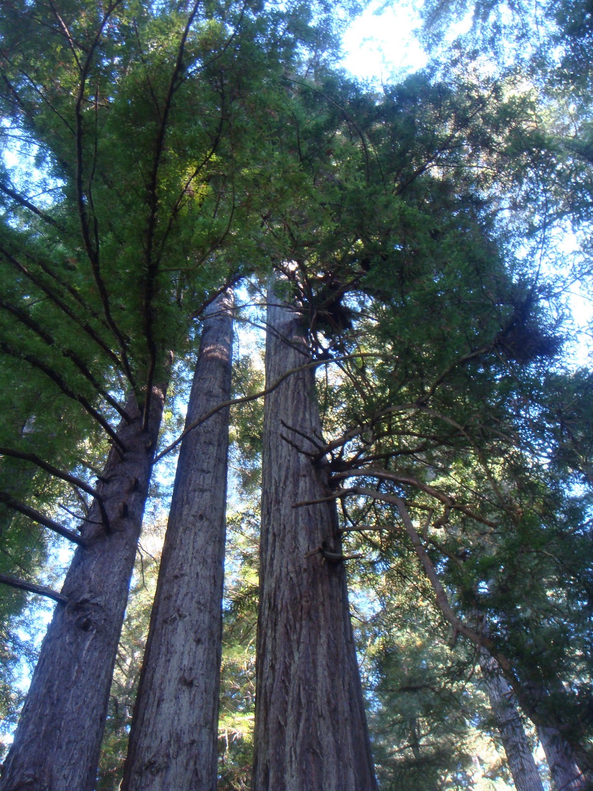 THE ROAD TAKEN : California Redwoods Bound: Sept 28