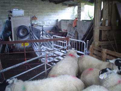 Life at Cote Bank Farm: Scanning our pregnant sheep
