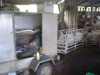 Life at Cote Bank Farm: Scanning our pregnant sheep