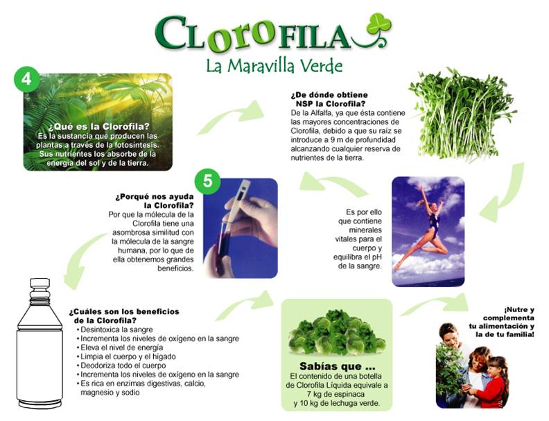 CLOROFILA Y DESINTOXICACION: QUE ES LA CLOROFILA?