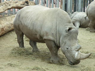 Activities for Kids: Animals Album : Rhinosaur