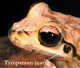 Blog About Frogs: Fascinating Frog Facts