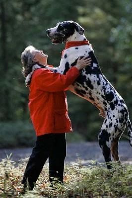 Amaging World: Giant Dalmatian