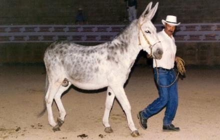 mulas de paso fino en colombia: desendencias mulas finas