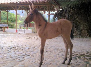 mulas de paso fino en colombia: crianza de mulas