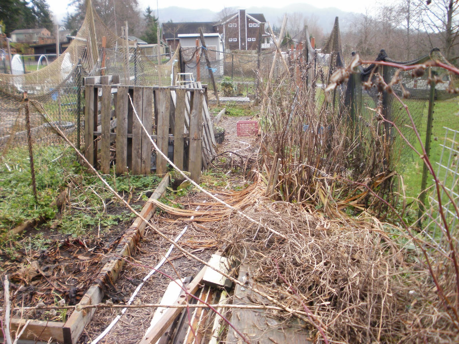 Really Rose: Shameful, Neglected Gardens