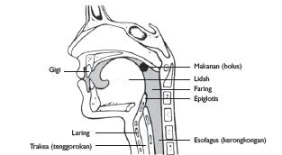 BIOLOGI: Sistem Pencernaan Pada Manusia