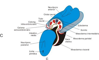Sistema Nervoso: Crista Neural