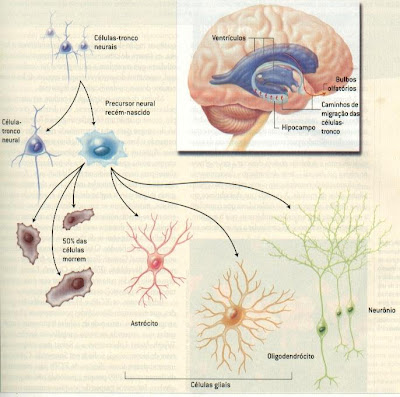 Sistema Nervoso: Tipos de Neurônios