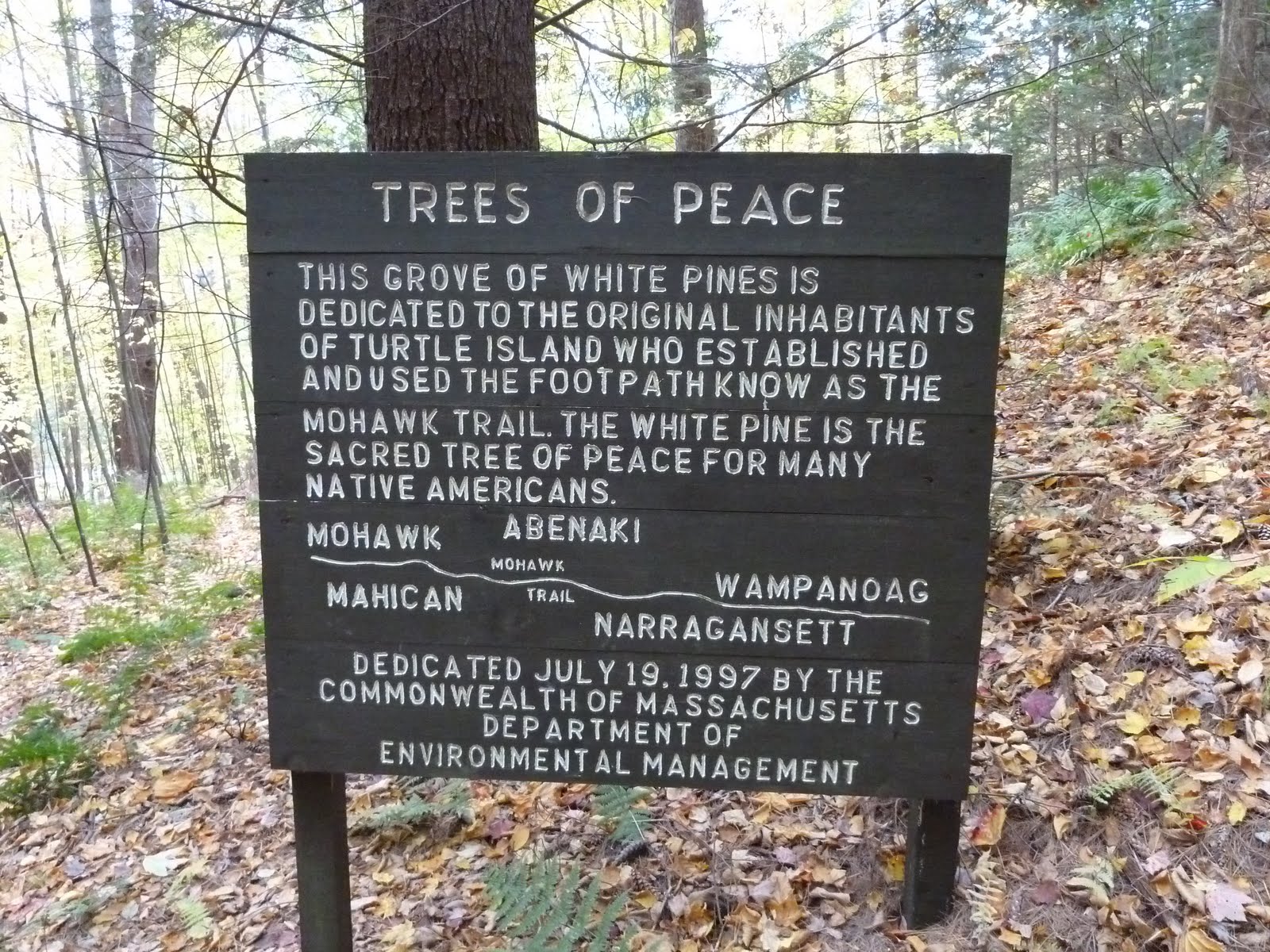 Pine Cone Johnny: Trees of Peace: Mohawk Trail State Forest