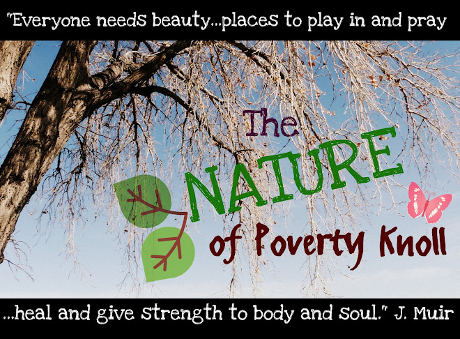 The Nature of Poverty Knoll