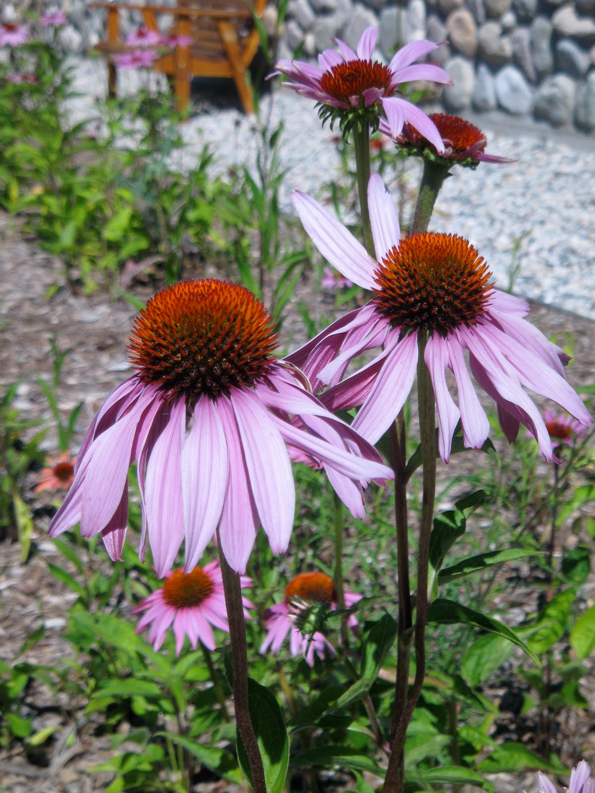 Bliss: Michigan Bliss.