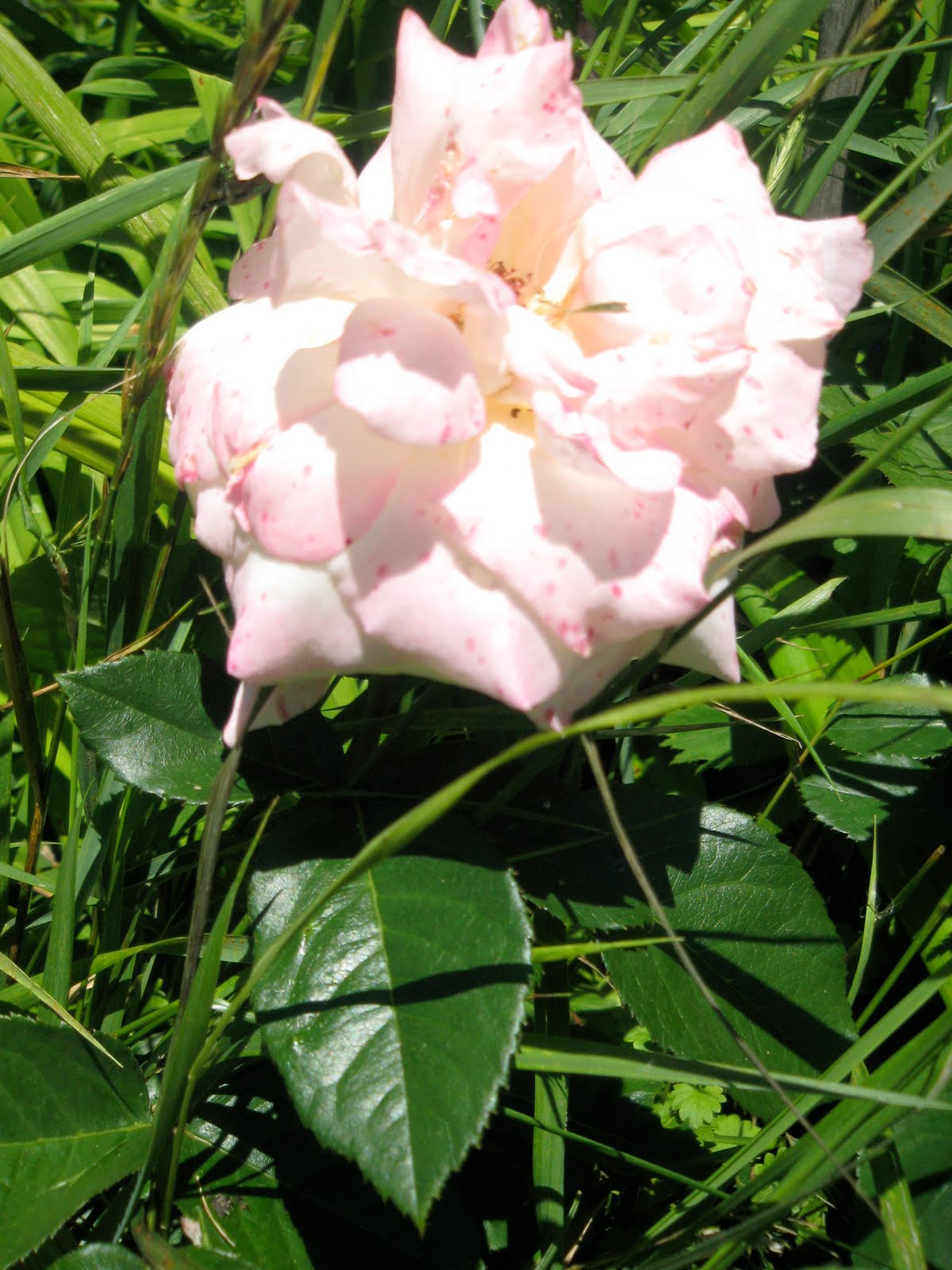 Bliss: Michigan Bliss.