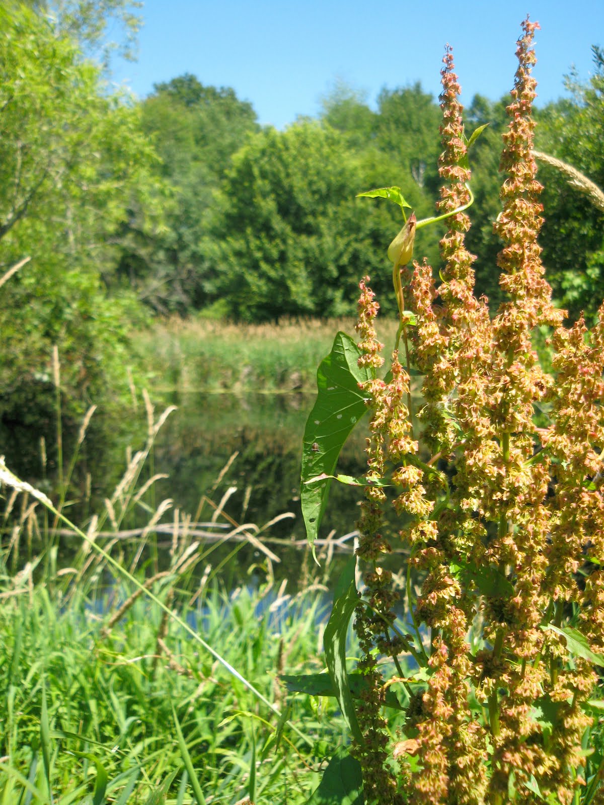 Bliss: Michigan Bliss.