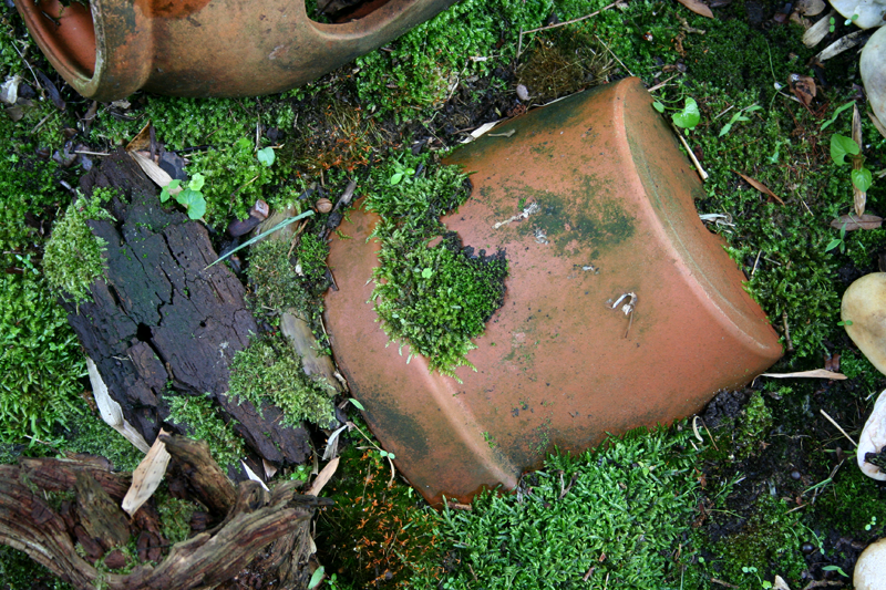 Deborah's Garden: How Does My Moss Garden Grow?