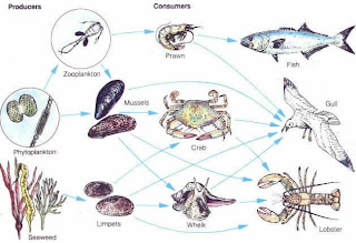 Ms. Walters: We're all connected: food chains