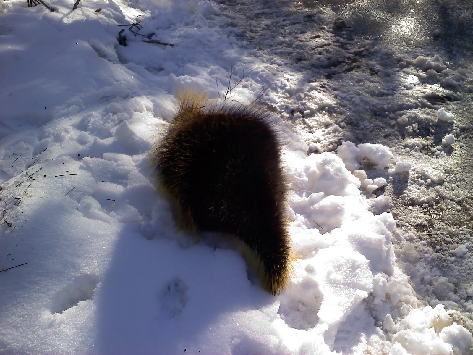 Lahontan Maintenance Archive: Porcupine Damage