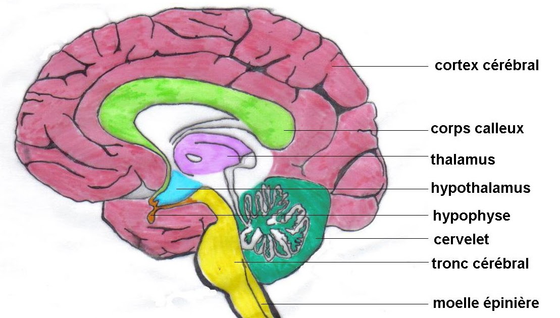 Ivresse et Créativité: L’encéphale et son activité