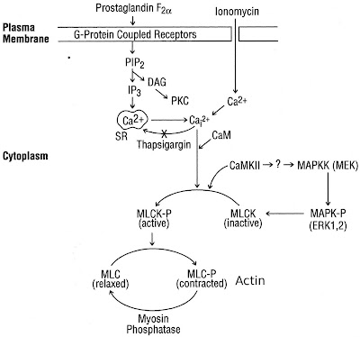 Effect of Miotic/Mydriatic Agents on Eye and Molecular Mechanism