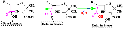 Identification of Beta-lactamase Inhibitor; a Strategy for Drug ...