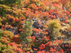 Aryan Jaff: The Kurdish language