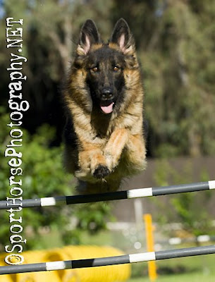 Sporthorsephotography.net: German Shepherd Virtues
