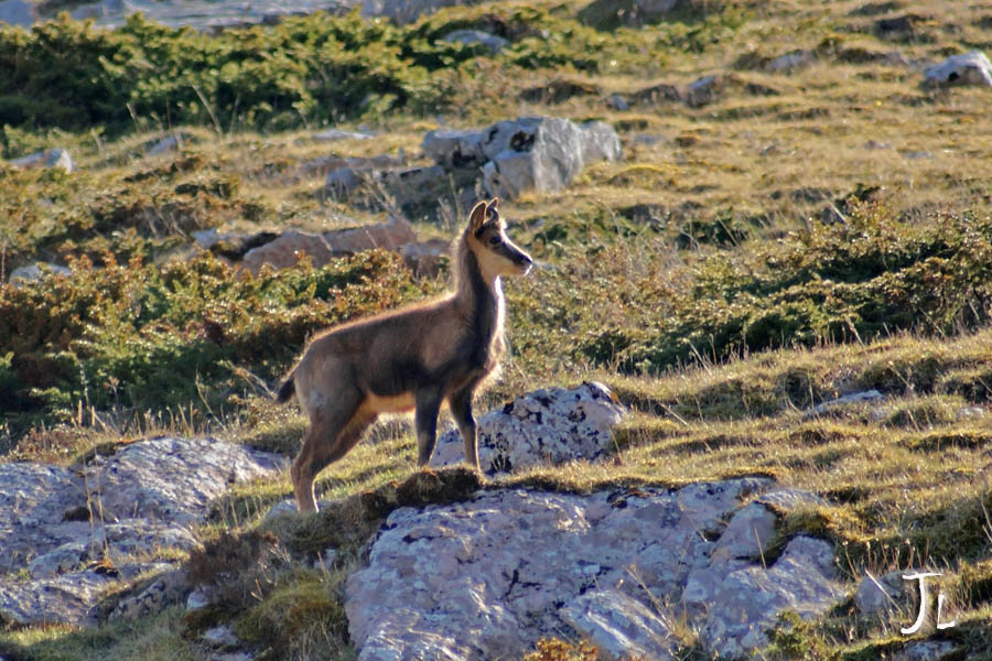 Imágenes de nuestra fauna: Rebeco cantábrico (Rupicapra rupicapra)